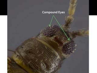 External Morphology of Thrips by M.Salman | PPTX
