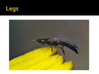 External Morphology of Thrips by M.Salman | PPTX