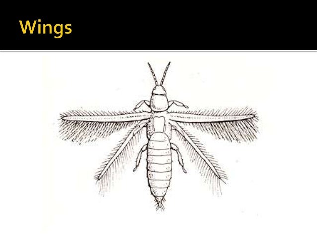 External Morphology of Thrips by M.Salman