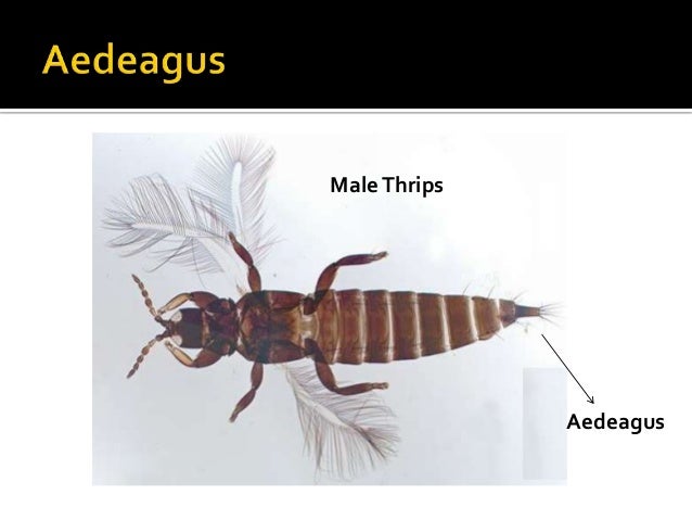 External Morphology of Thrips by M.Salman