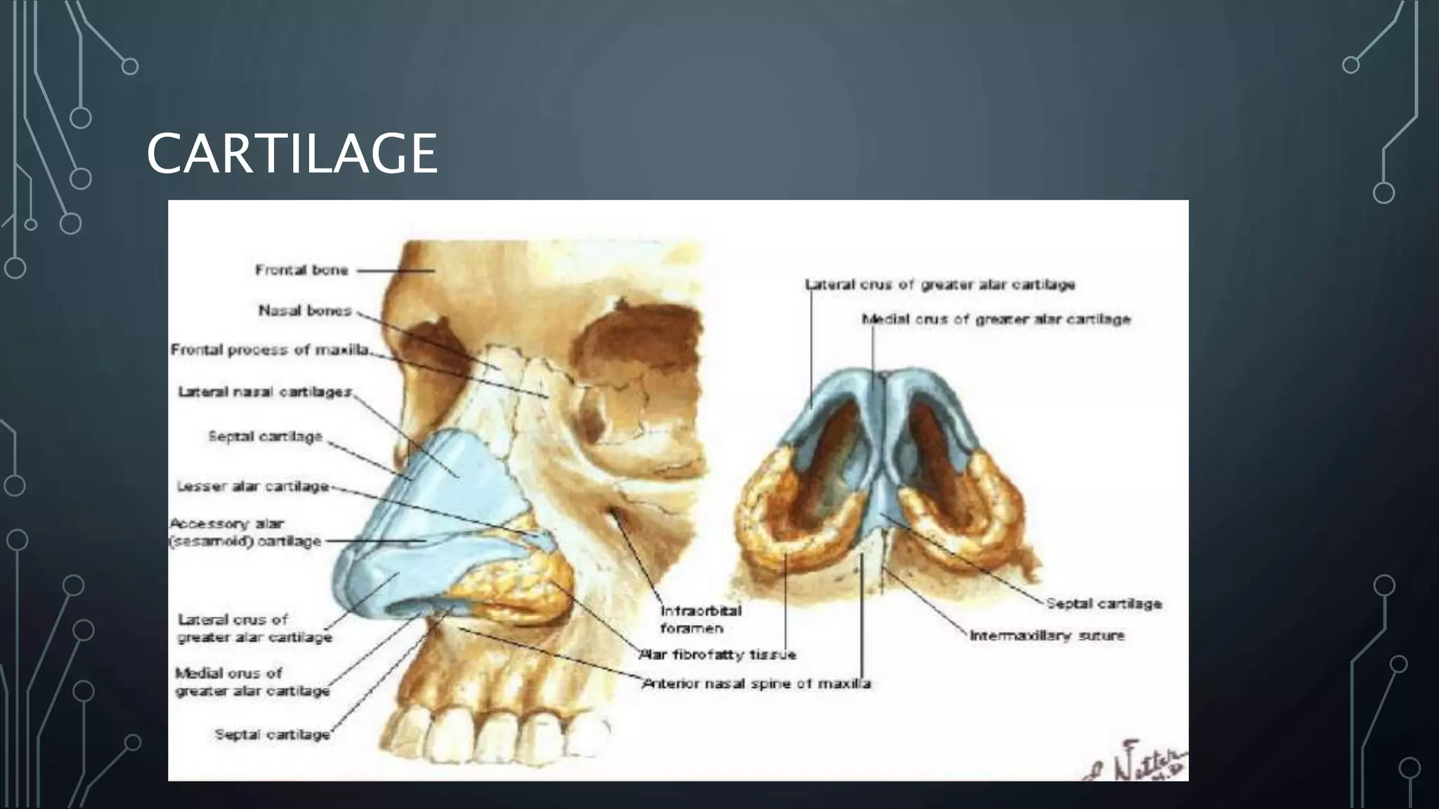 External nasal anatomy | PPTX