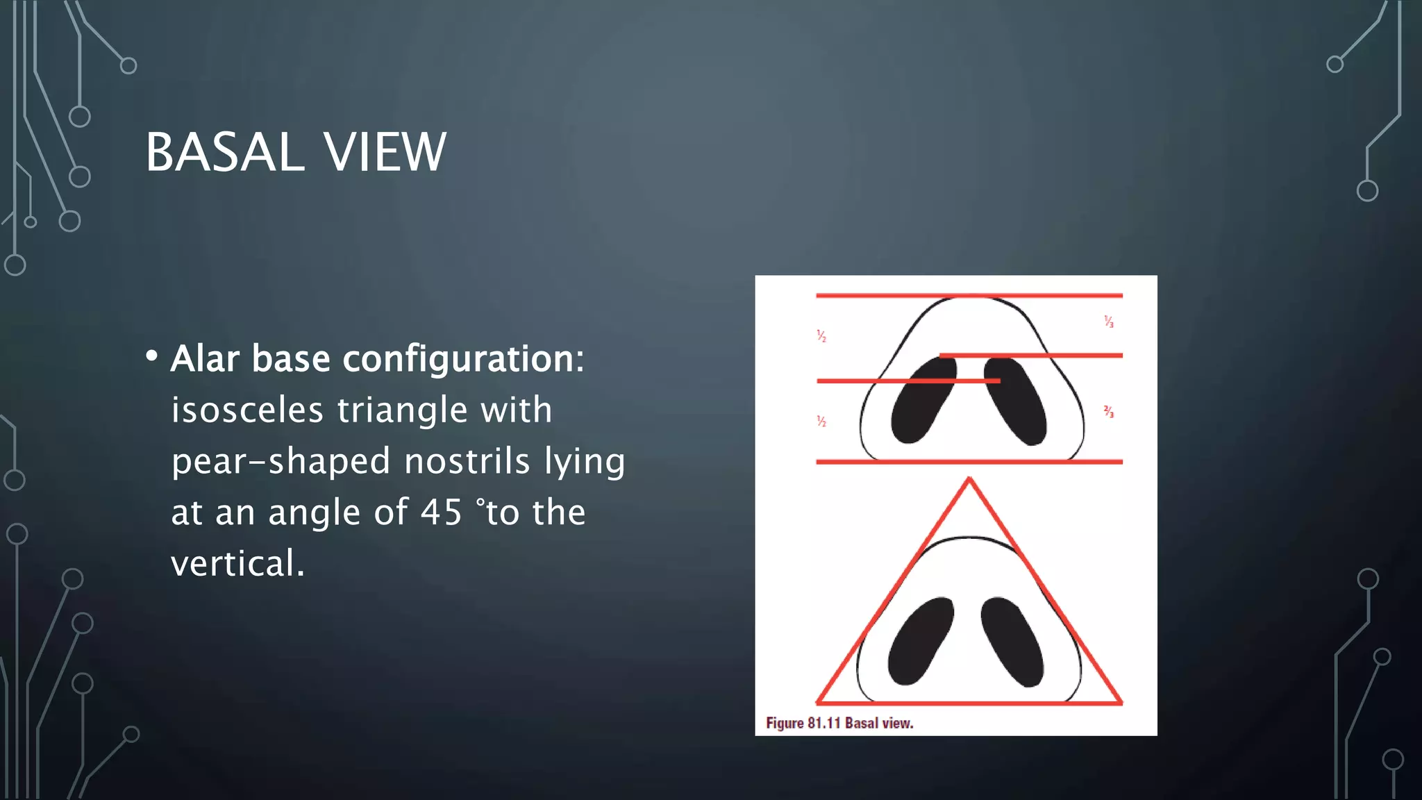 External nasal anatomy | PPTX