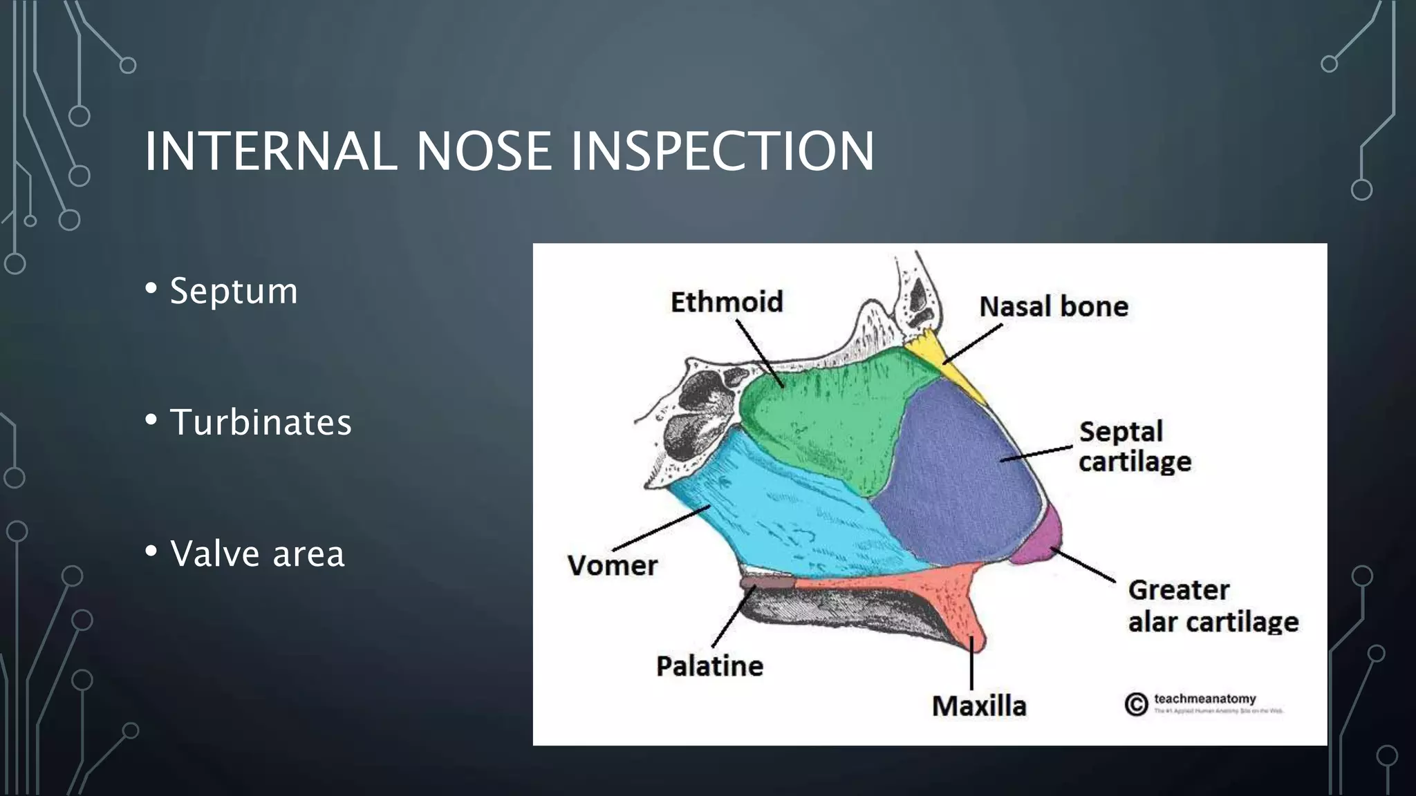 External nasal anatomy | PPTX