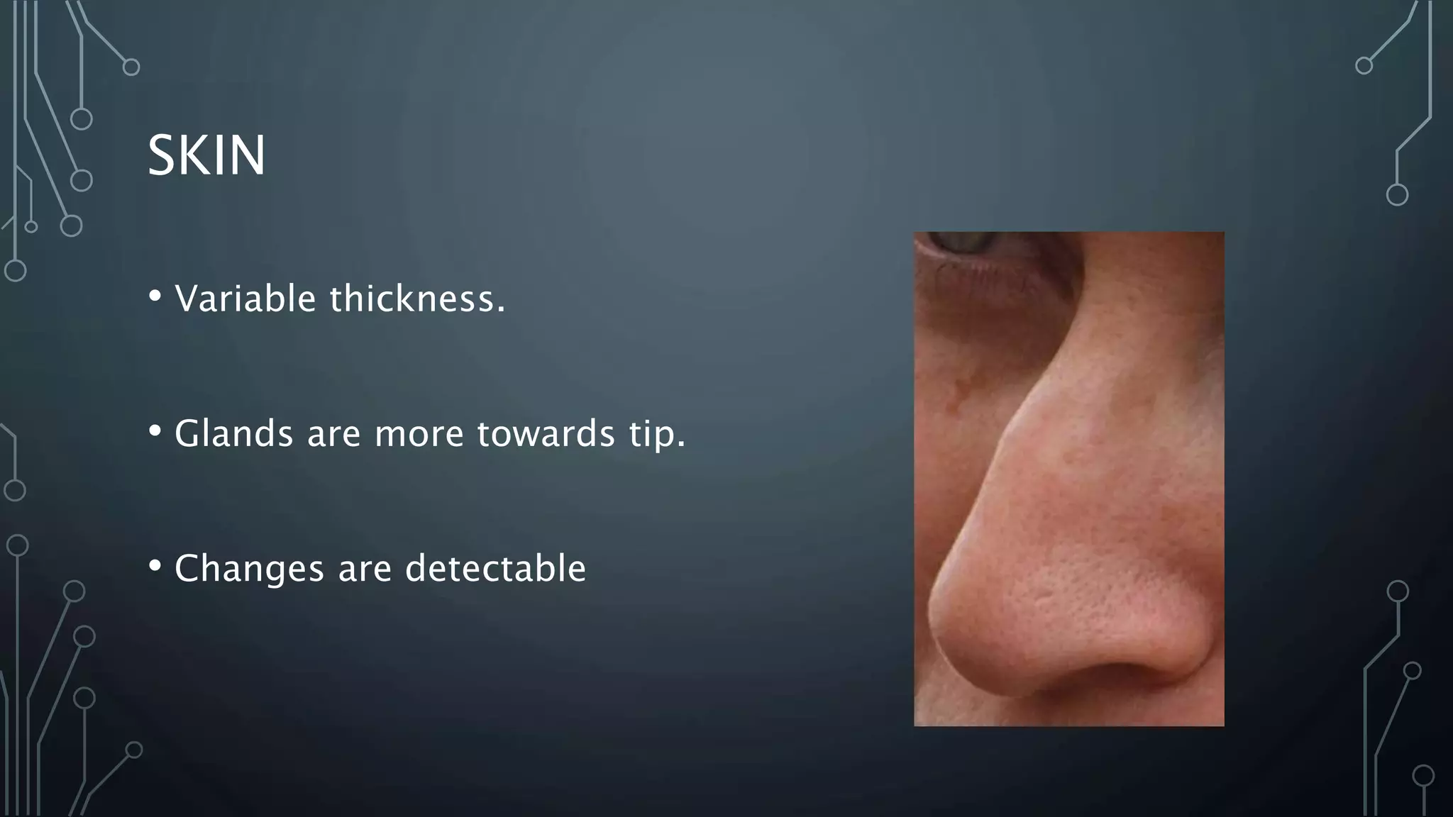 External nasal anatomy | PPTX