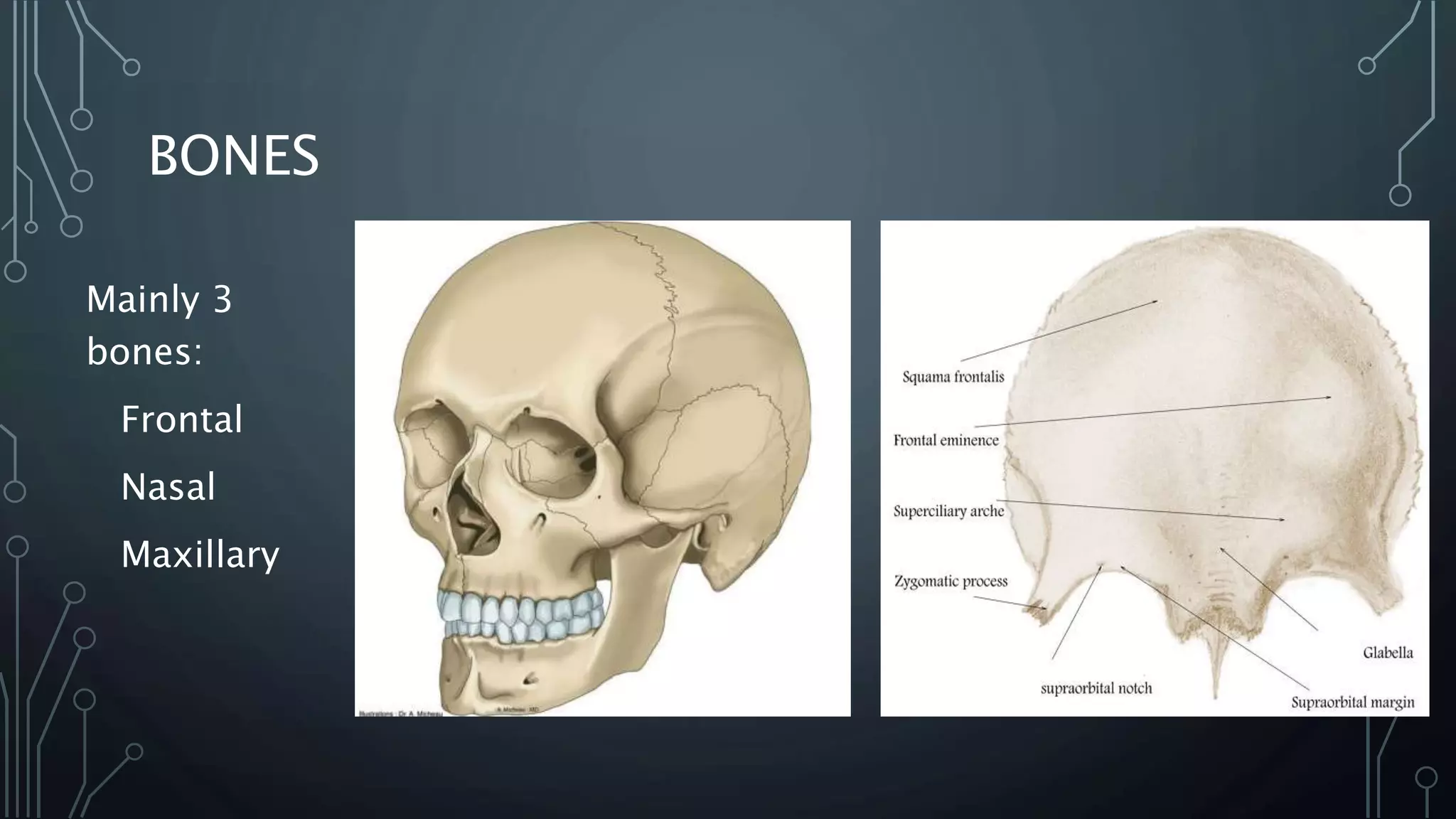 External nasal anatomy | PPTX