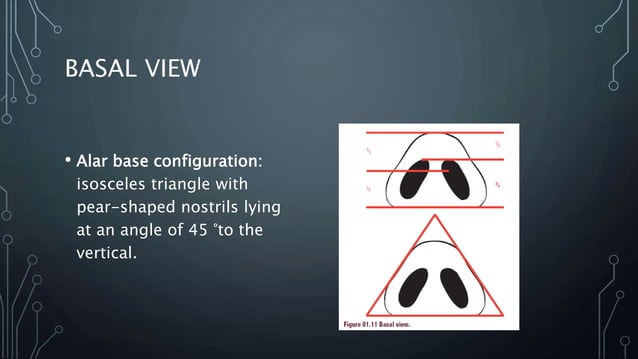 External nasal anatomy | PPTX