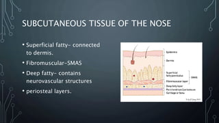 External nasal anatomy | PPTX