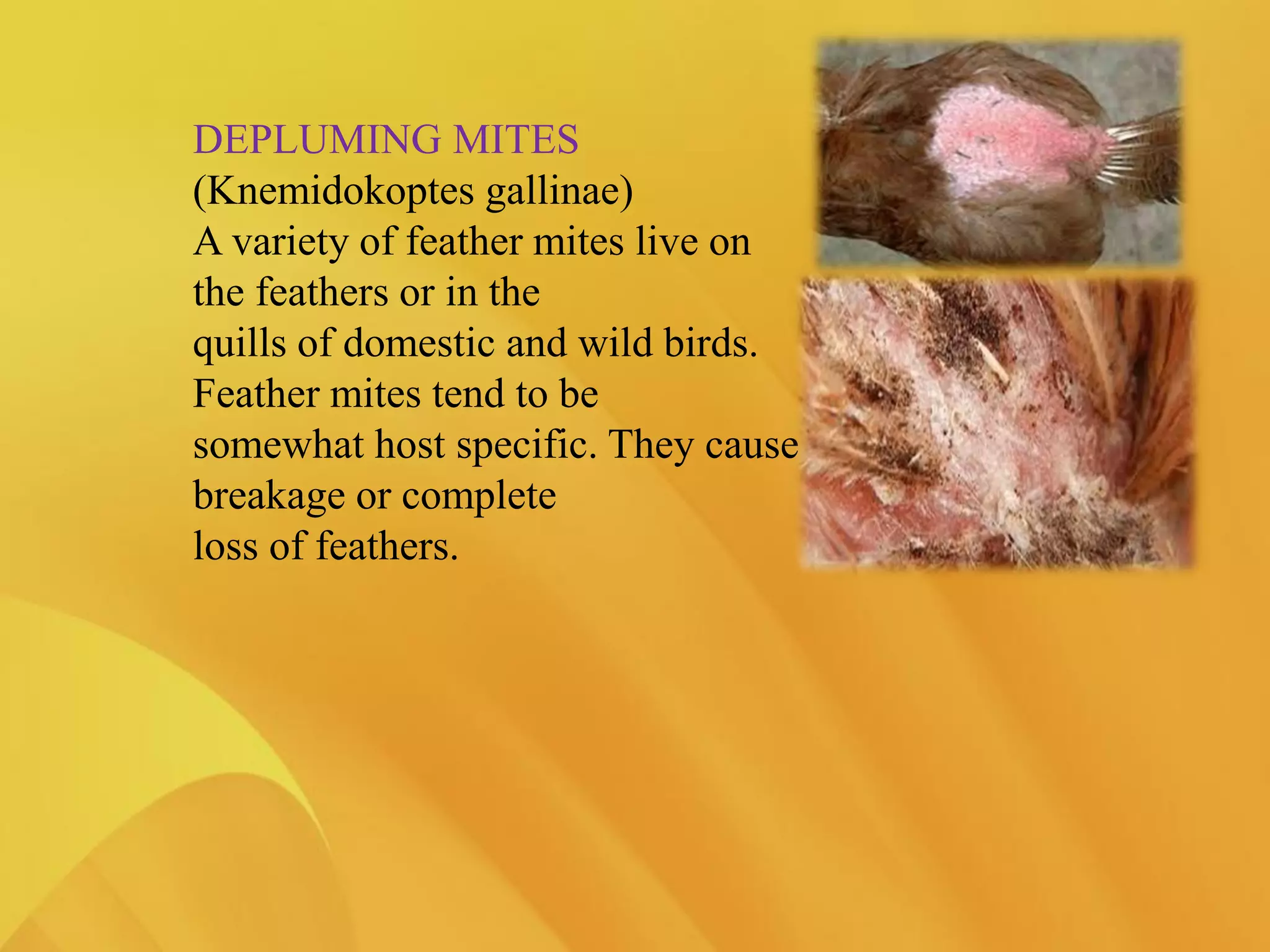 poultry diseases external parasites | PDF