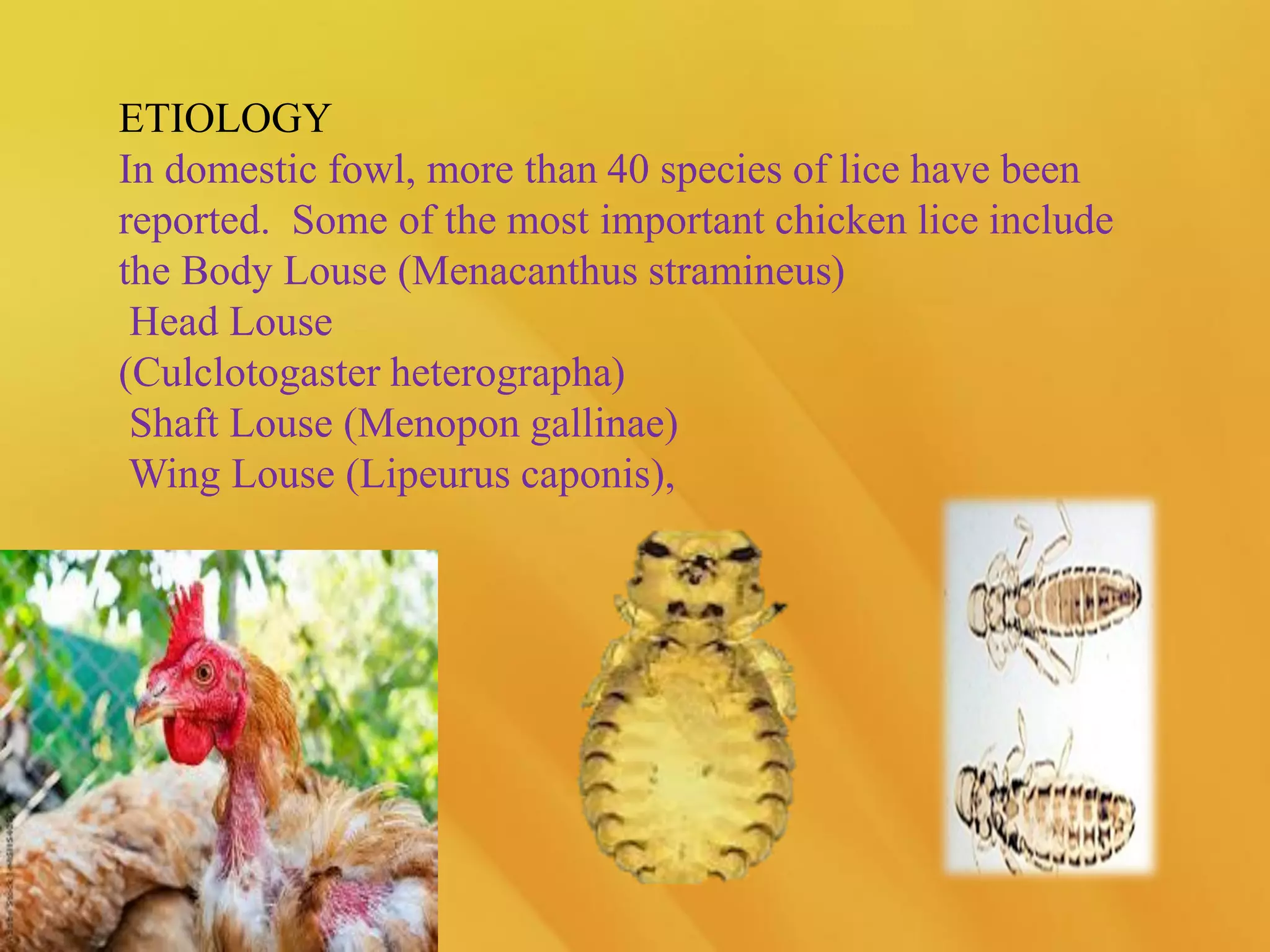 poultry diseases external parasites | PDF