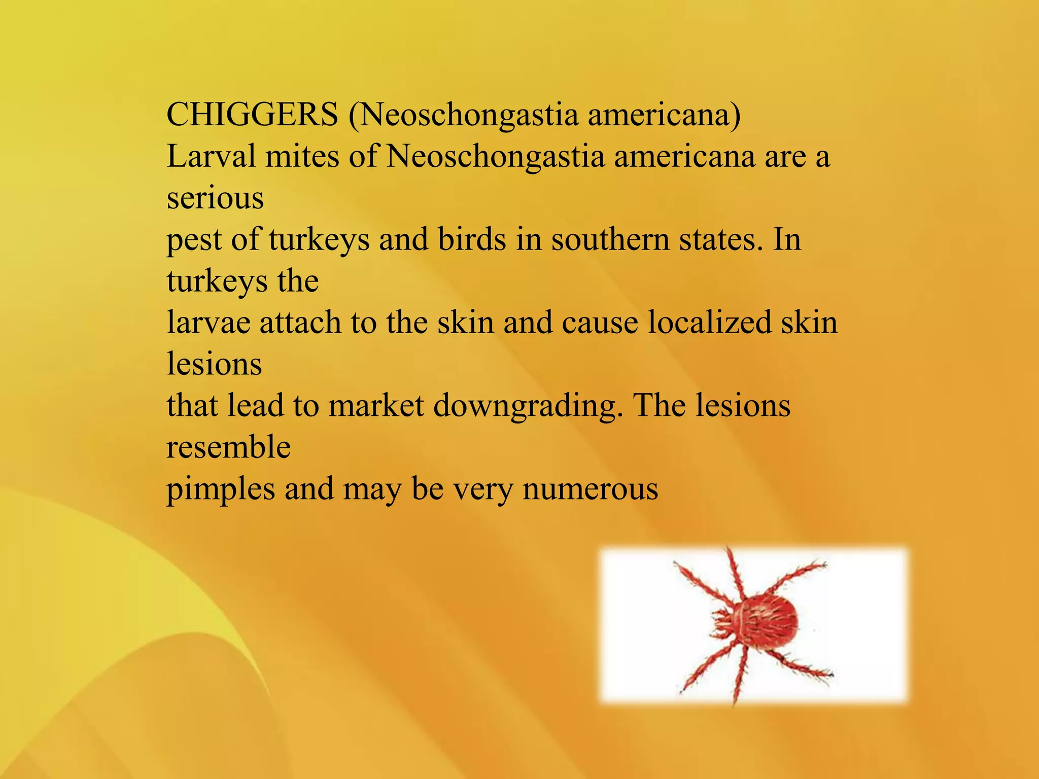 poultry diseases external parasites | PDF