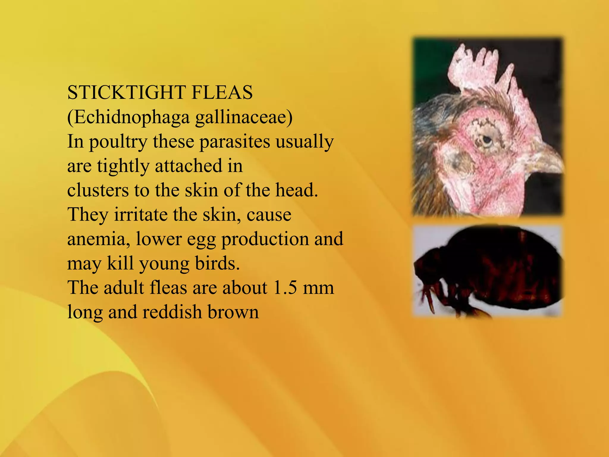poultry diseases external parasites | PDF