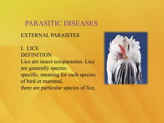 poultry diseases external parasites | PDF