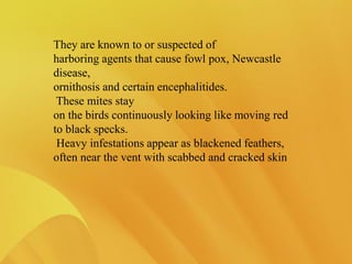 poultry diseases external parasites | PDF
