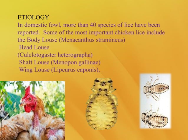 poultry diseases external parasites | PDF | Birdwatching | Hobbies ...