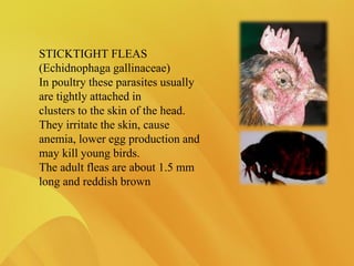 poultry diseases external parasites | PDF