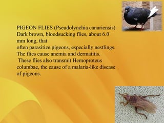 poultry diseases external parasites | PDF