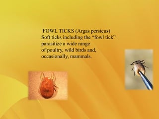 poultry diseases external parasites | PDF