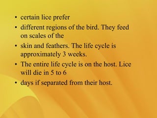 poultry diseases external parasites | PDF