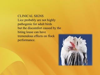 poultry diseases external parasites | PDF