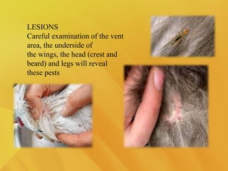 poultry diseases external parasites | PDF