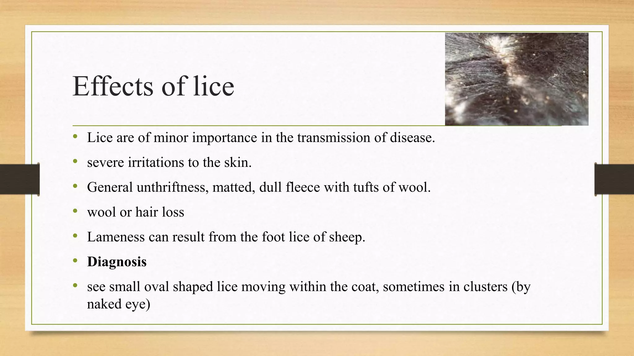 External parasites of Sheep and Goat.pptx