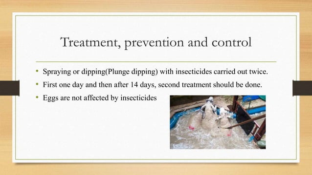 External parasites of Sheep and Goat.pptx