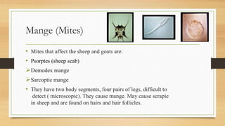 External parasites of Sheep and Goat.pptx