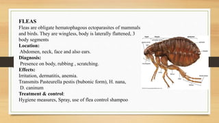 External parasites of Sheep and Goat.pptx