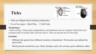 External parasites of Sheep and Goat.pptx