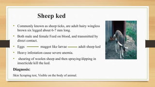 External parasites of Sheep and Goat.pptx