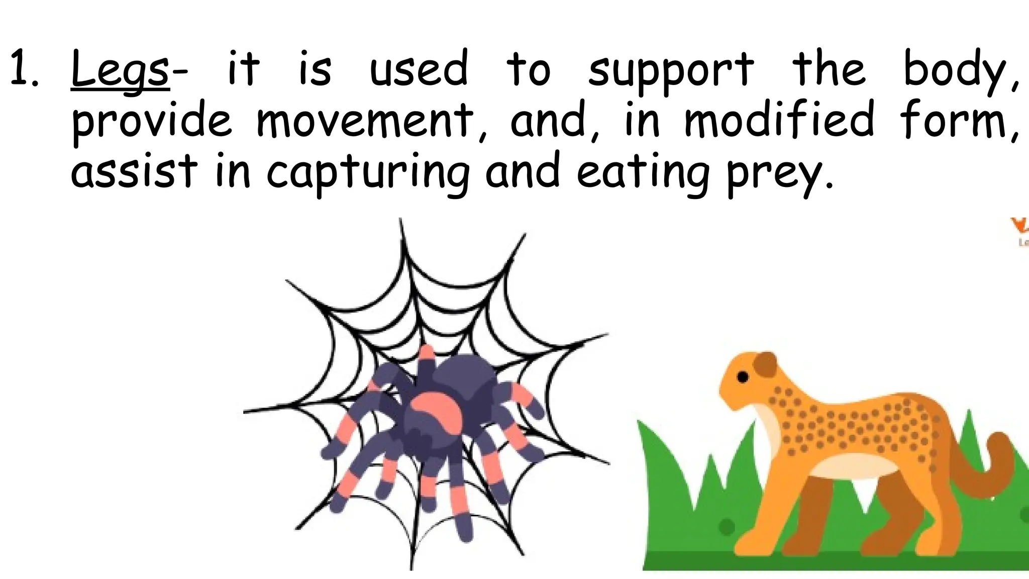 External parts of animals Science 6.pptx
