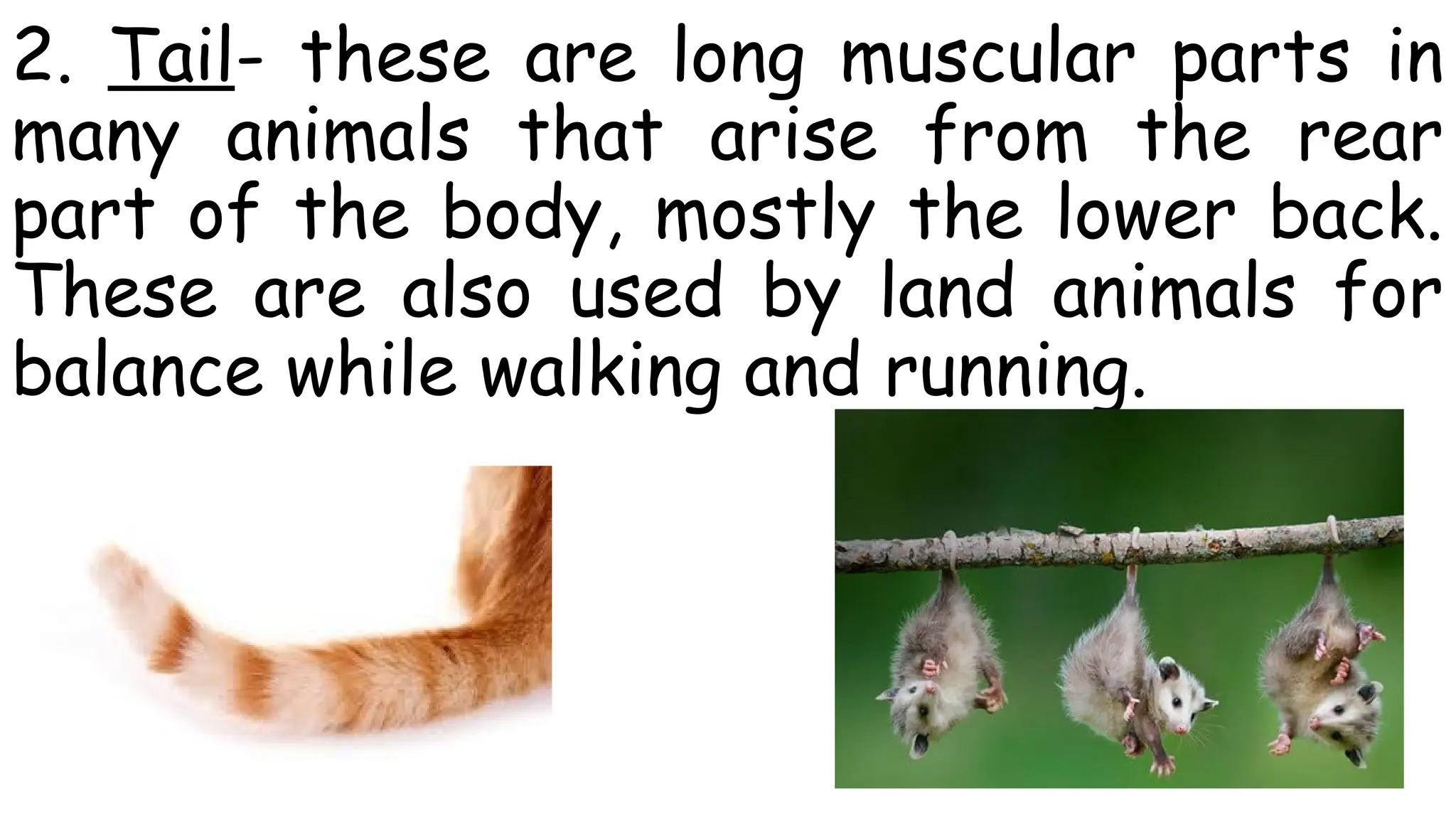 External parts of animals Science 6.pptx