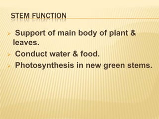 External parts of a stem | PPTX