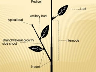 External parts of a stem | PPTX