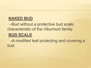 External parts of a stem | PPTX