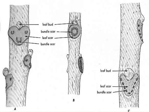Vascular Bundle Scar