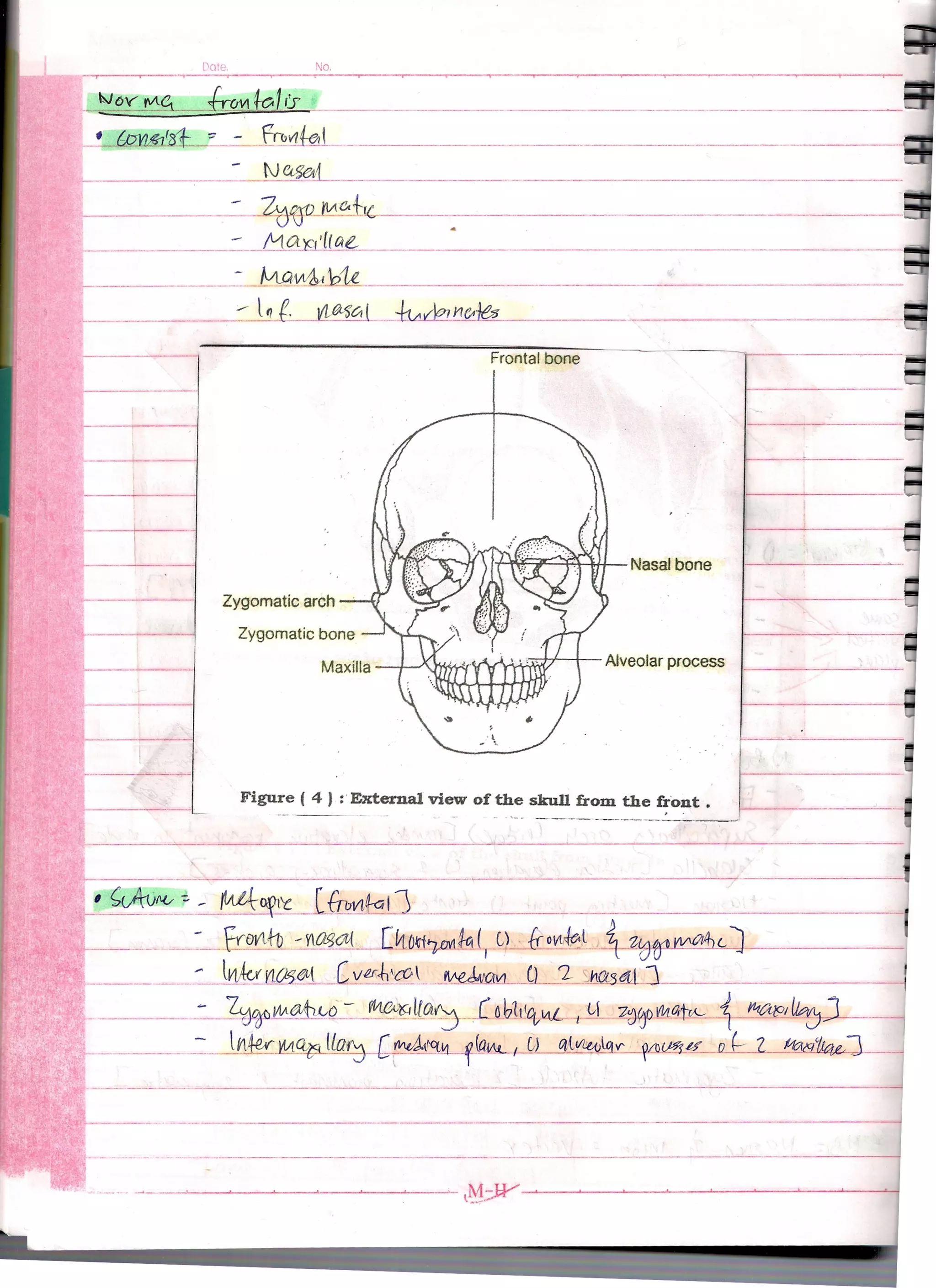 External Skull (Practical) | PDF