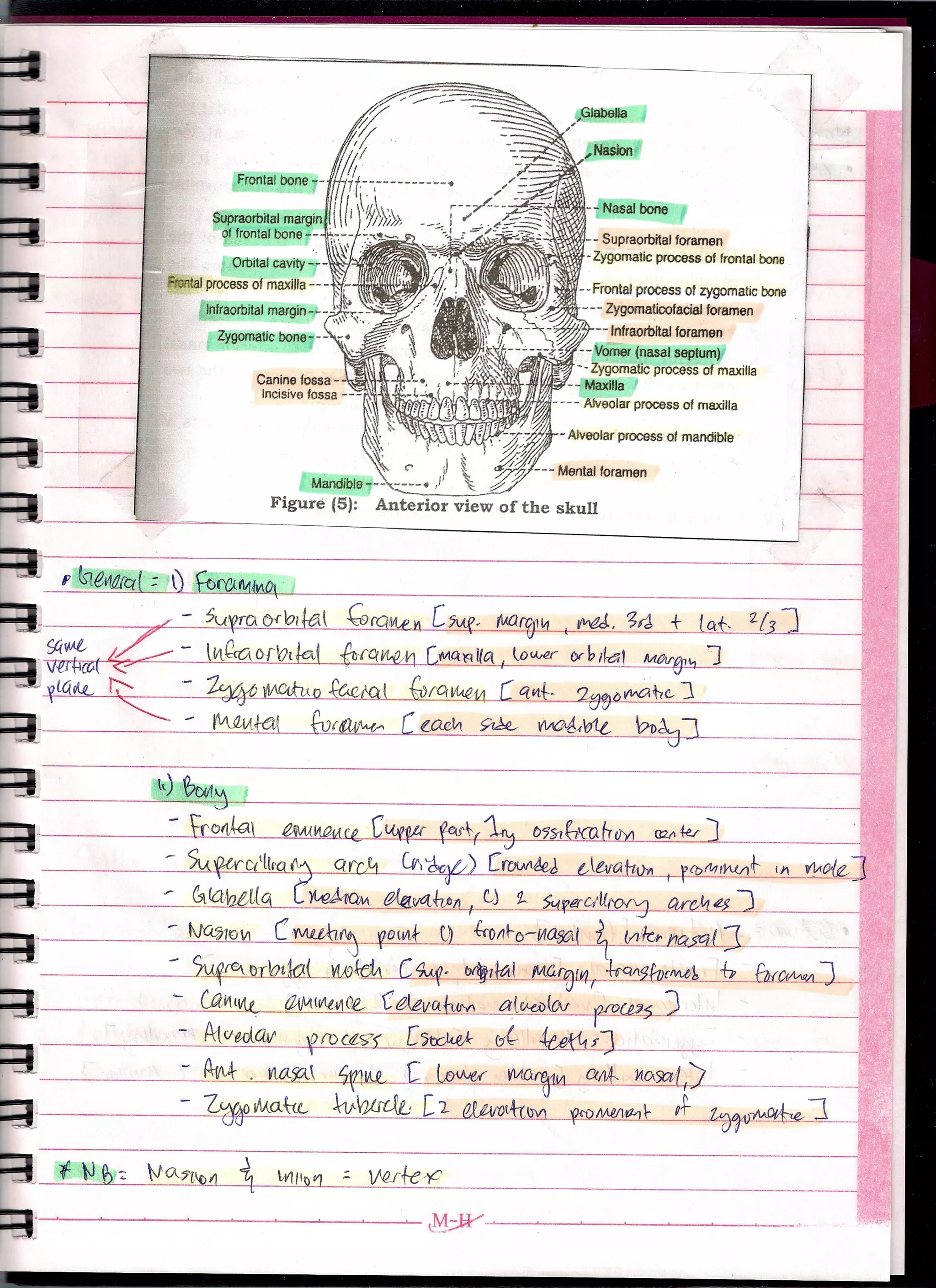 External Skull (Practical) | PDF