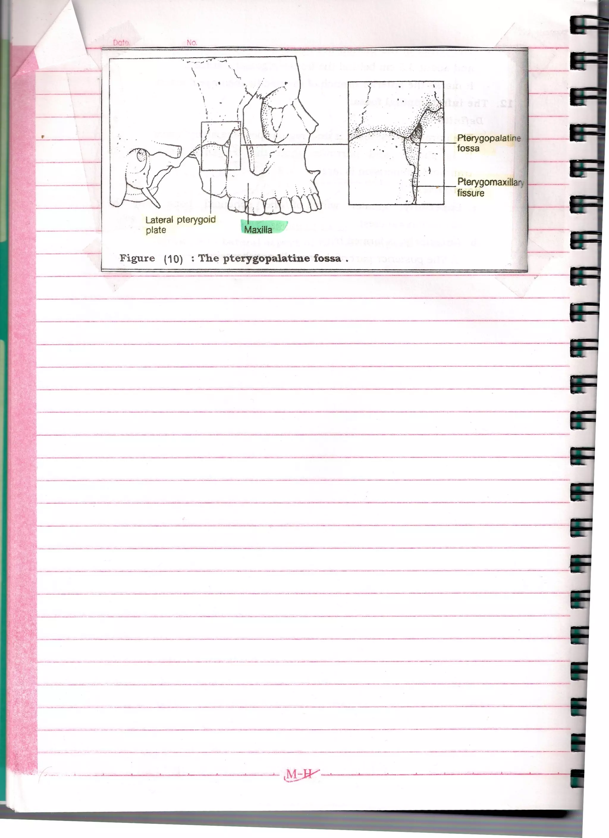 External Skull (Practical) | PDF