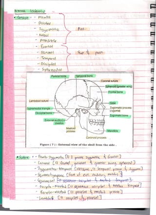 External Skull (Practical) | PDF