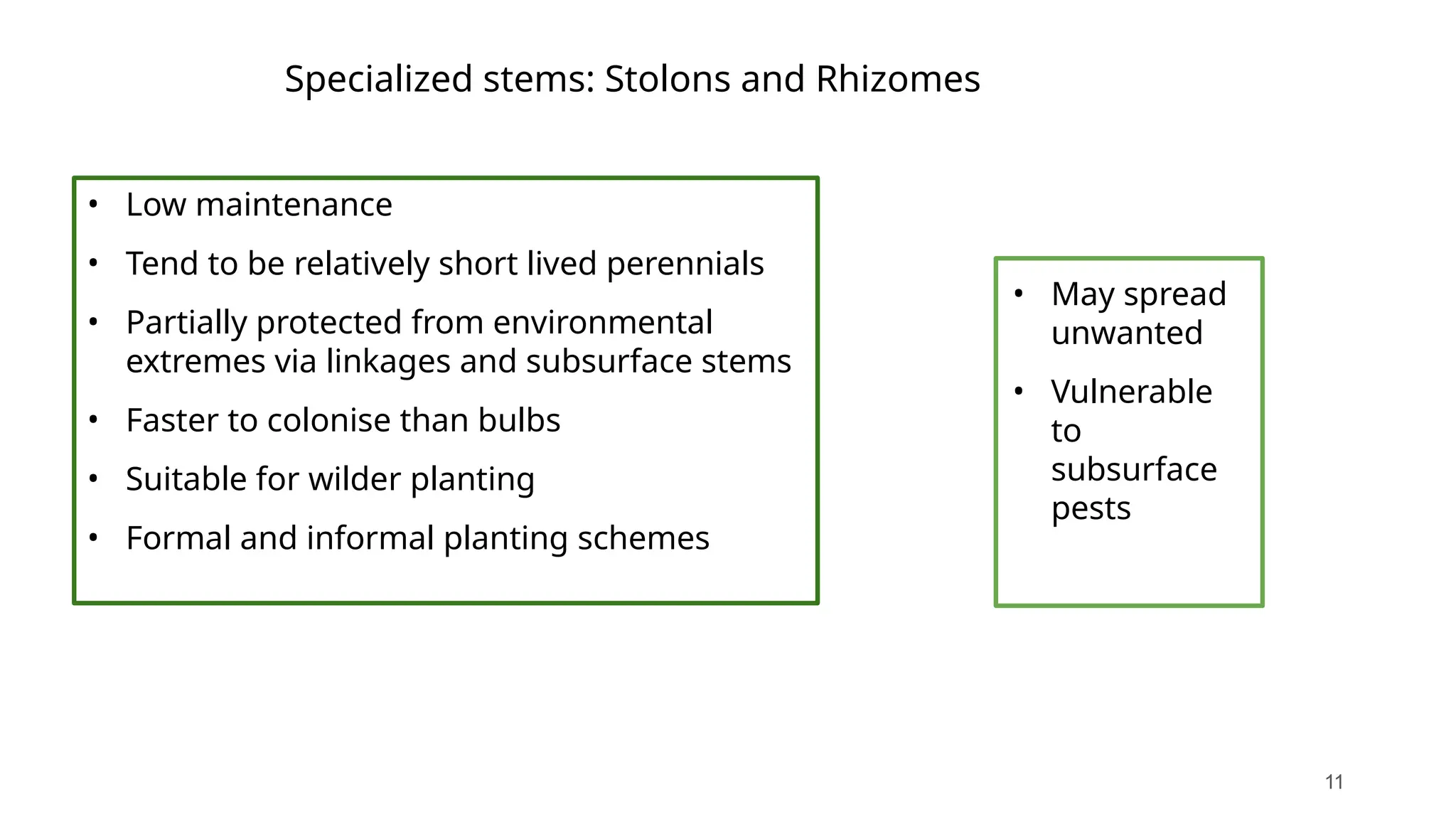 The External stem structure and functions | PPTX