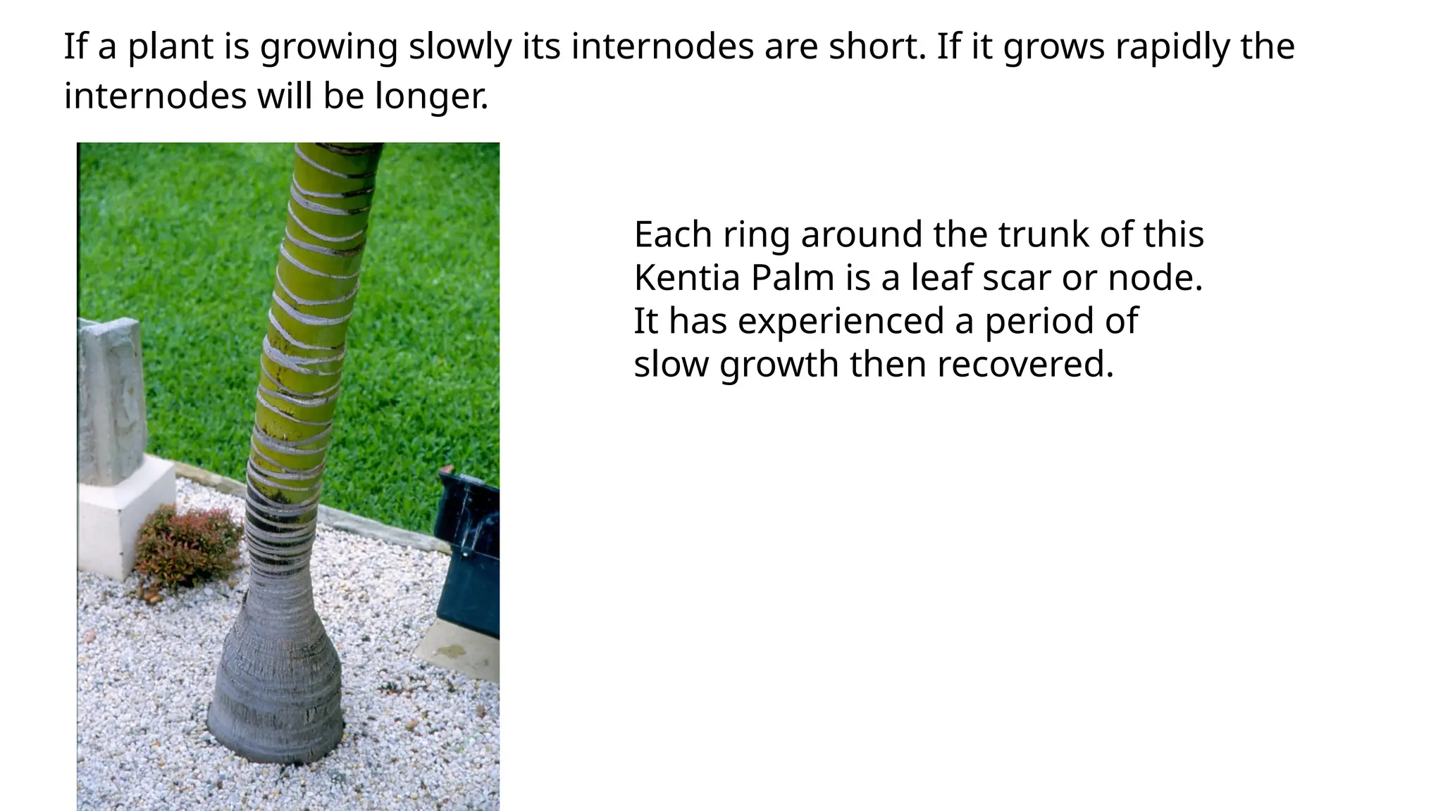 The External stem structure and functions | PPTX