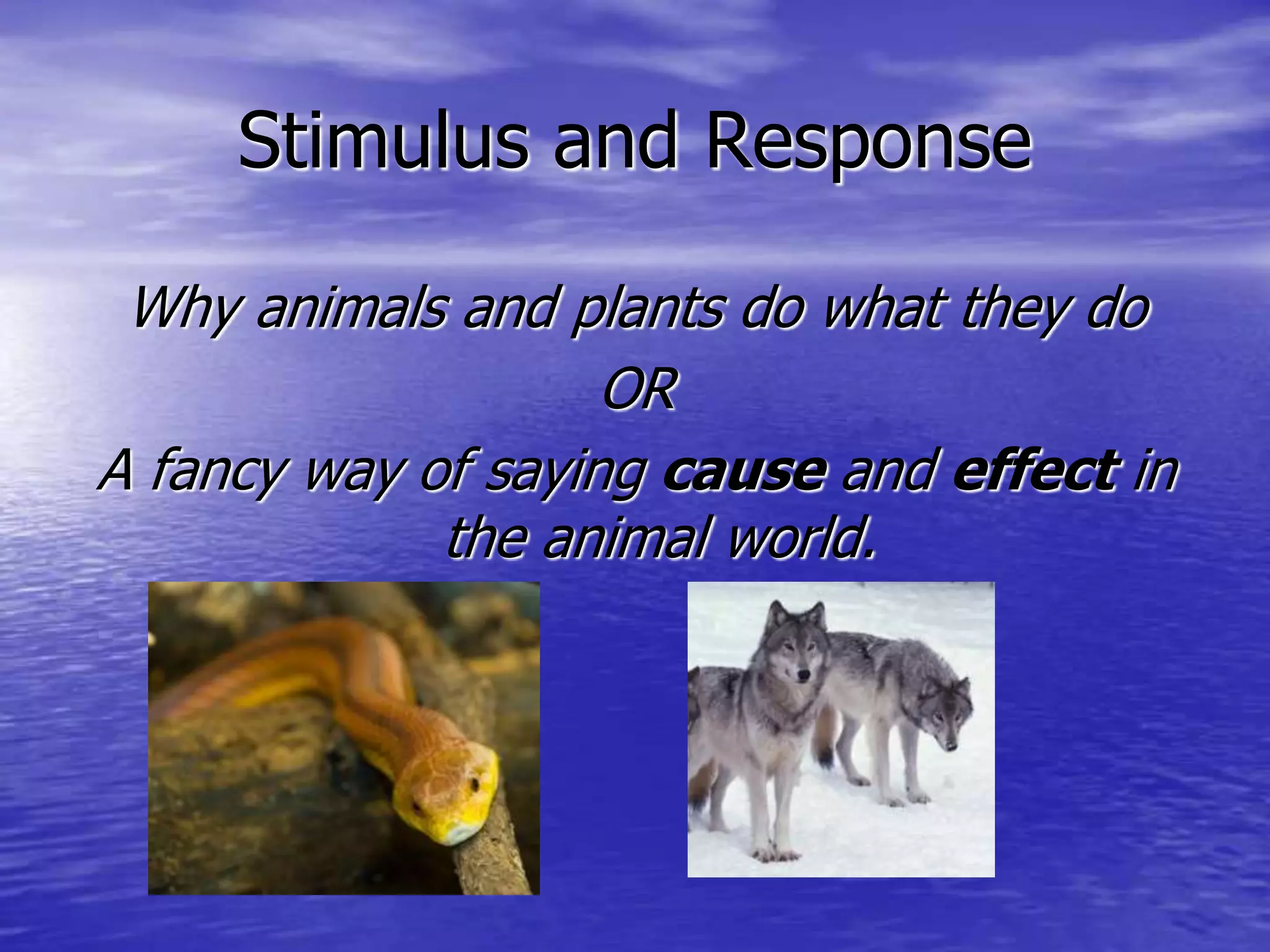 External Stimuli 1 Ppt