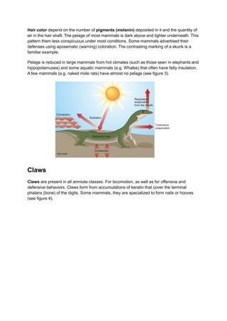 External Structure and locomotion.pdf