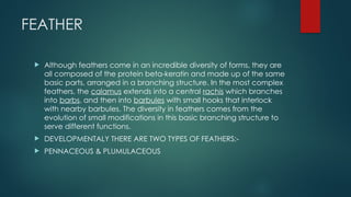 EXTERNAL STRUCTURE AND LOCOMOTION IN BIRDS.pptx