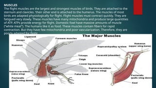 EXTERNAL STRUCTURE AND LOCOMOTION IN BIRDS.pptx | Birdwatching ...