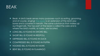 EXTERNAL STRUCTURE AND LOCOMOTION IN BIRDS.pptx