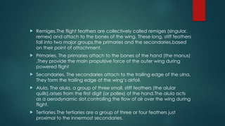 EXTERNAL STRUCTURE AND LOCOMOTION IN BIRDS.pptx