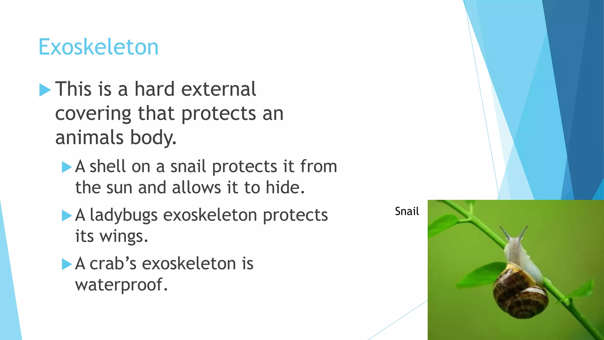 External structures and functions of animals | PPTX
