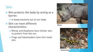 External structures and functions of animals | PPTX